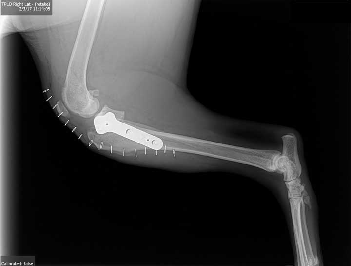 TPLO Surgery